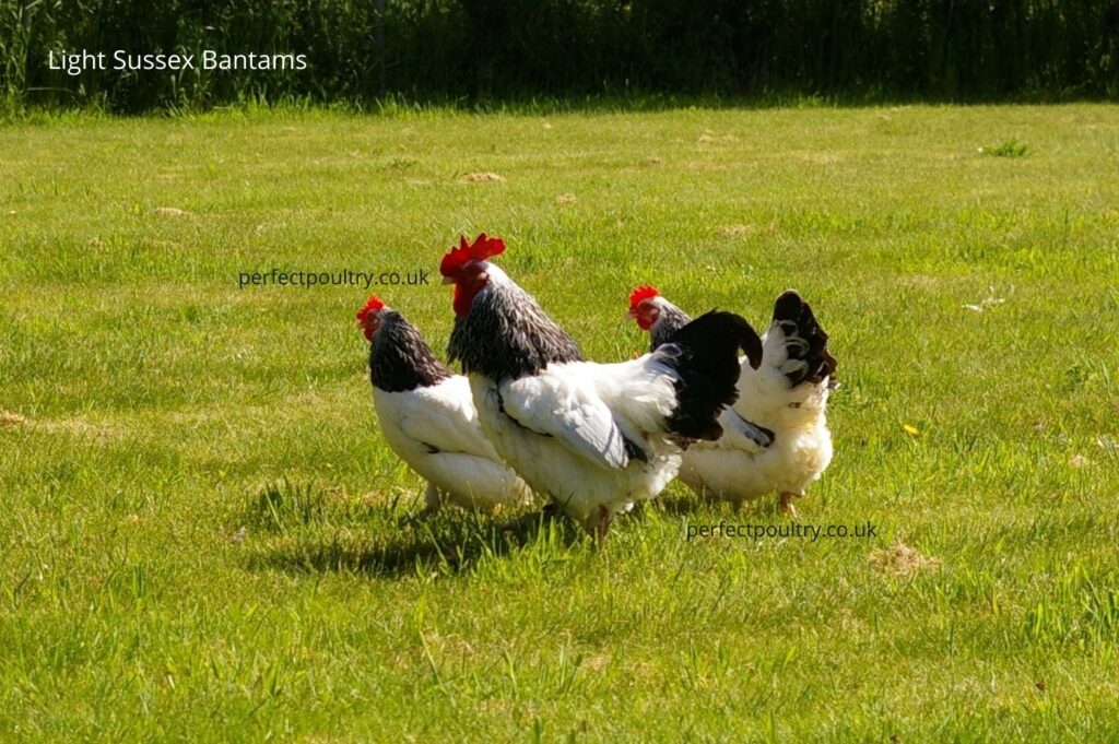 Perfect Poultry – Pure Breed Chickens and Bantams