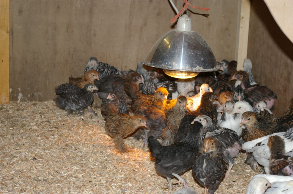 Raising chicks vs buying pullets – Perfect Poultry
