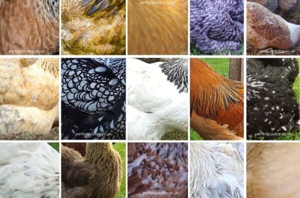 Feathers and their Markings – Perfect Poultry